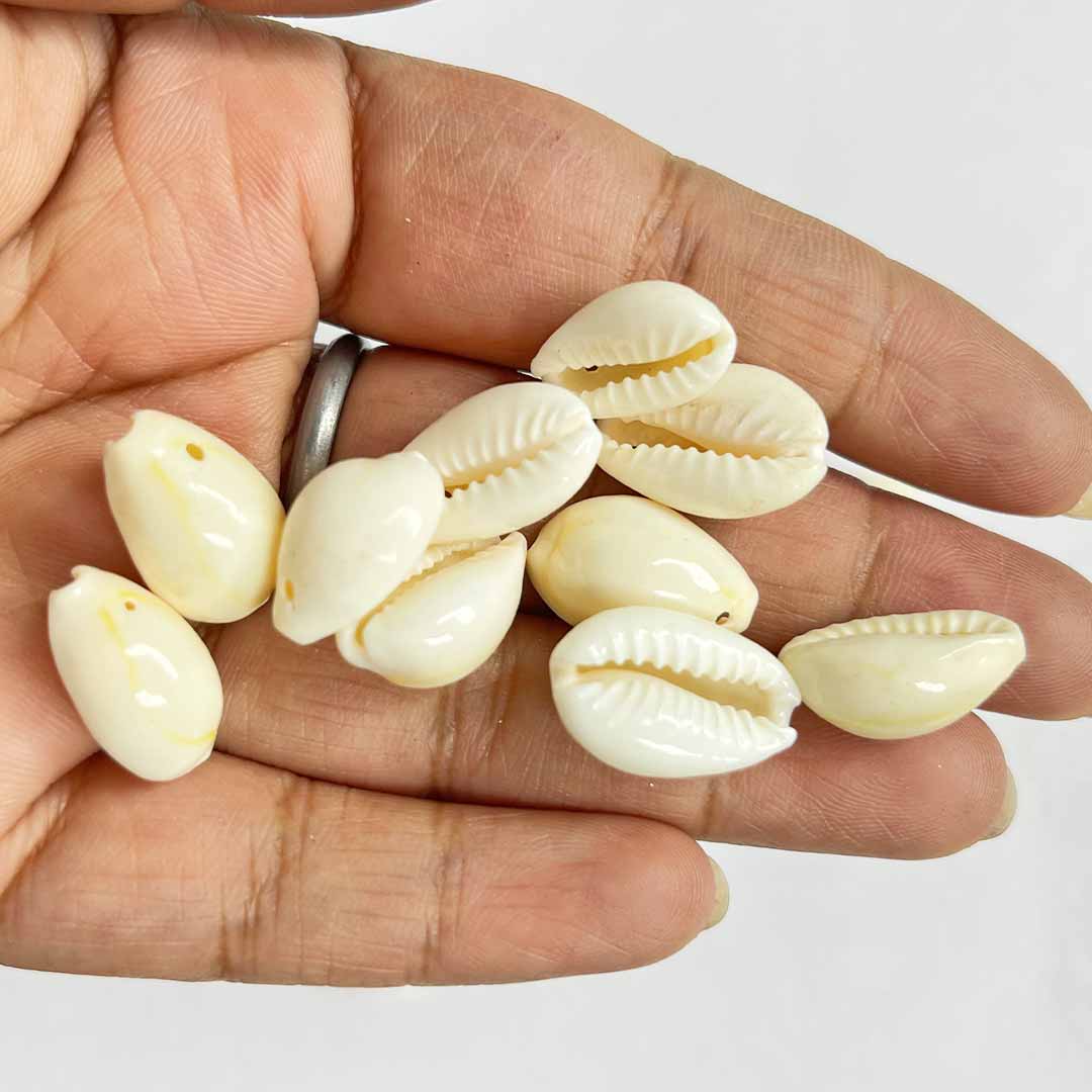 White Cowry Shells Pack Of 25 – Adikala - Craft Store