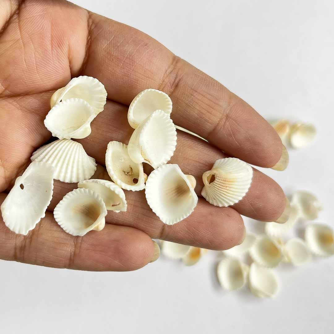 White Sea Shells Pack Of 50 – Adikala - Craft Store
